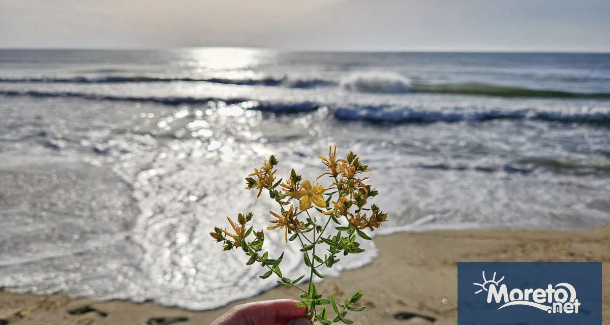 Еньовден е! | Moreto.net - Варна