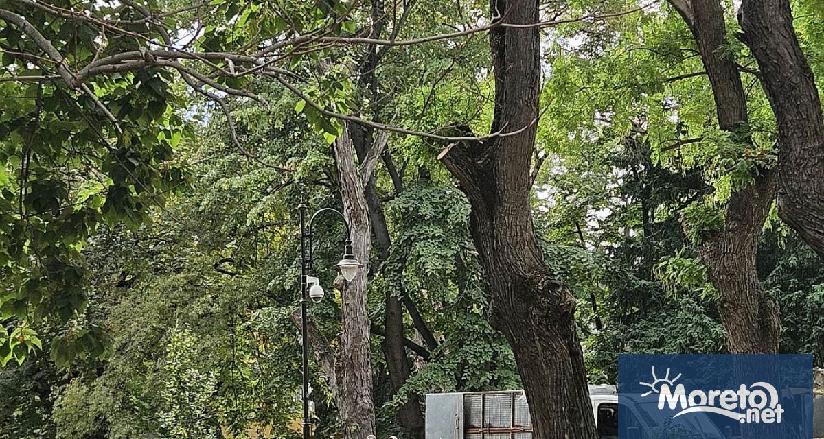 След инцидента в градинката зад Операта във Варна: Ударно обследваха 140 дървета за кухини и ...